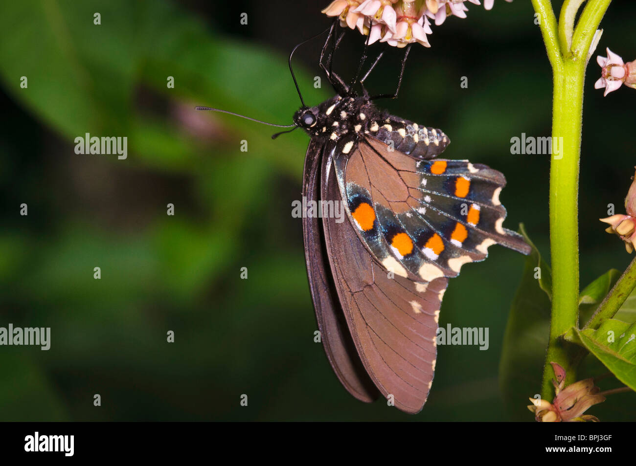 pipevine swallowtail, (Battus philenor Stock Photo - Alamy