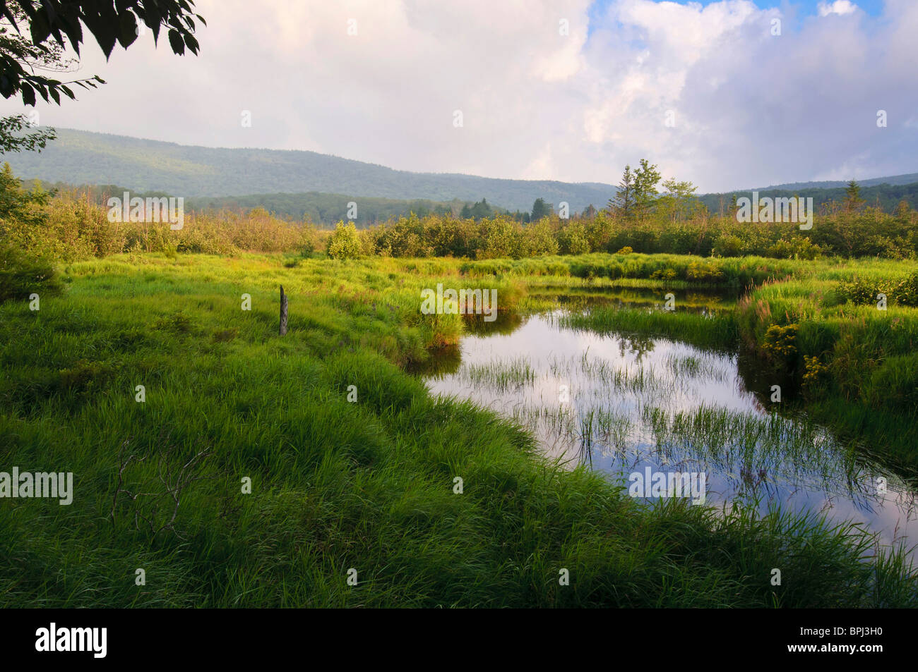Blackwater River, Canaan Valley, West Virginia, WV Stock Photo - Alamy