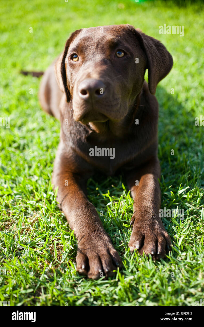 Chocolate brown labrador puppy Stock Photo - Alamy