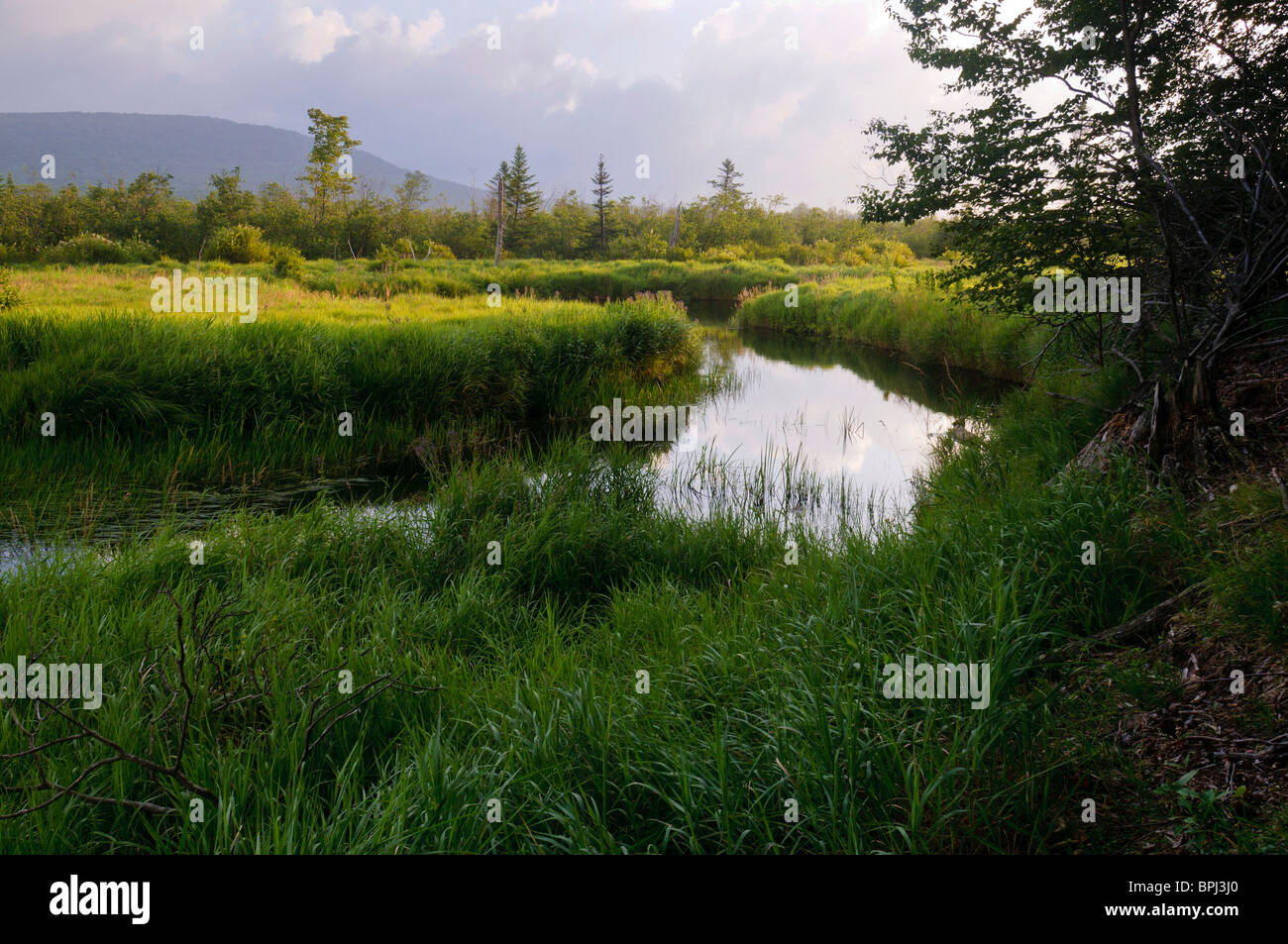 Blackwater River, Canaan Valley, West Virginia, WV Stock Photo - Alamy
