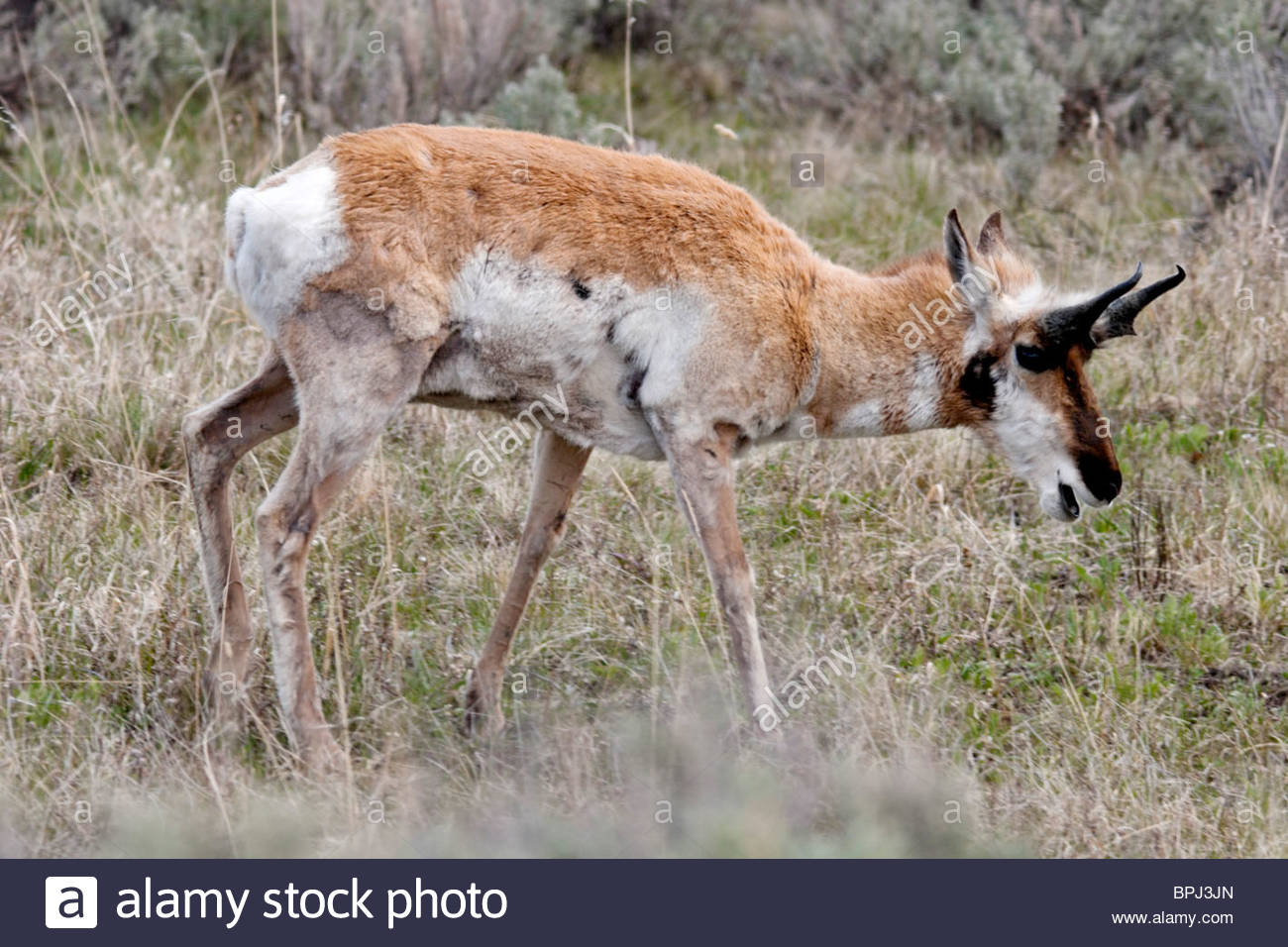 Pronghorn Antelope Habitat High Resolution Stock Photography and Images ...