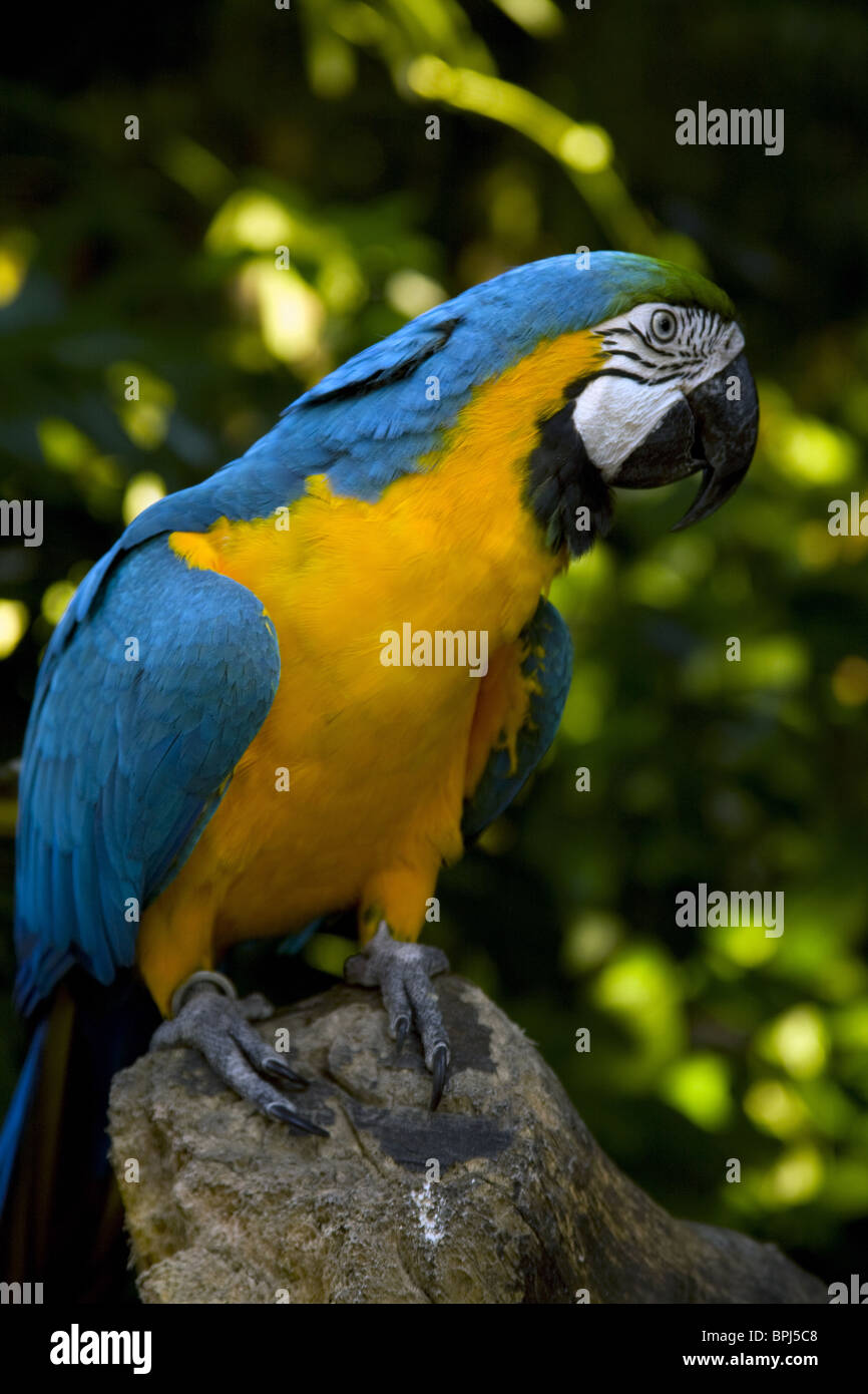 Right side close up picture of blue of yellow Macaw, a member of the ...