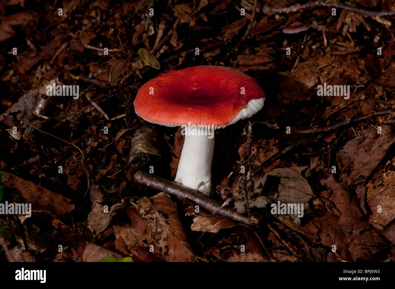 A colorful toadstool in the Quebec forest Stock Photo - Alamy