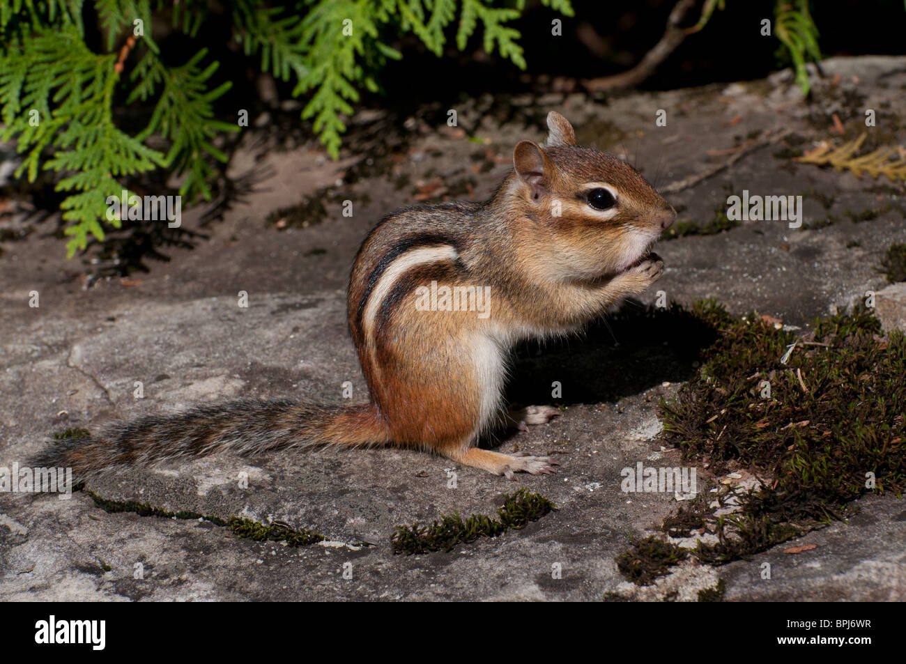 A Chipmunk stuffing its pouch Stock Photo - Alamy