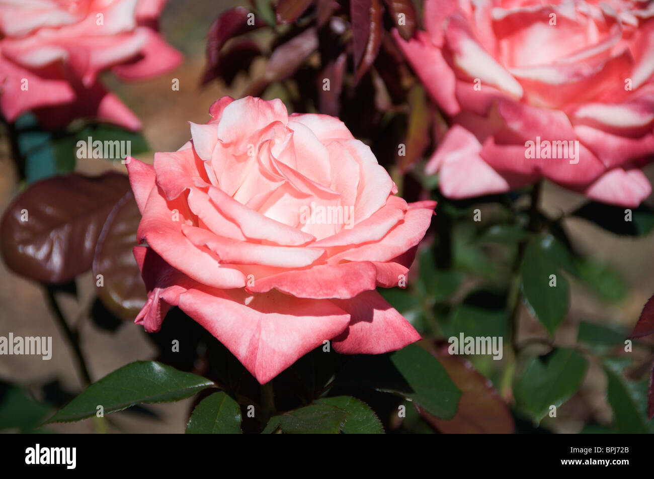 Beautiful Gemini tea roses in full bloom at the Olympia Rose Society ...