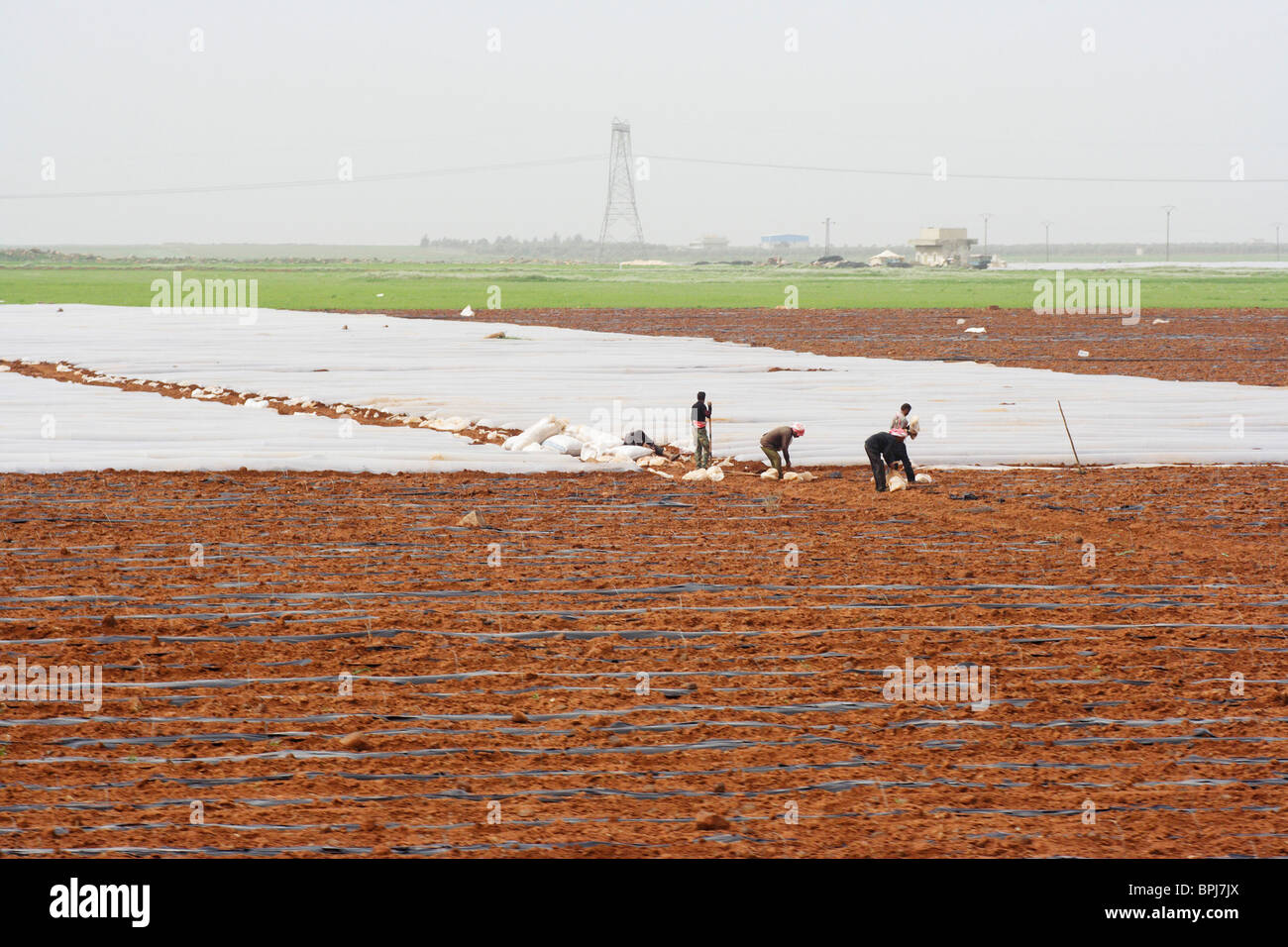 Syria farming hi-res stock photography and images - Alamy