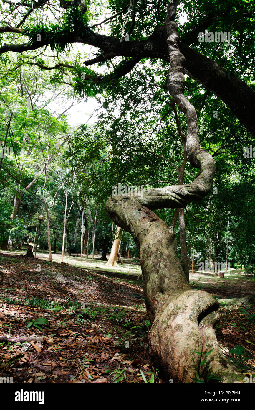 Malaysian forest hi-res stock photography and images - Alamy