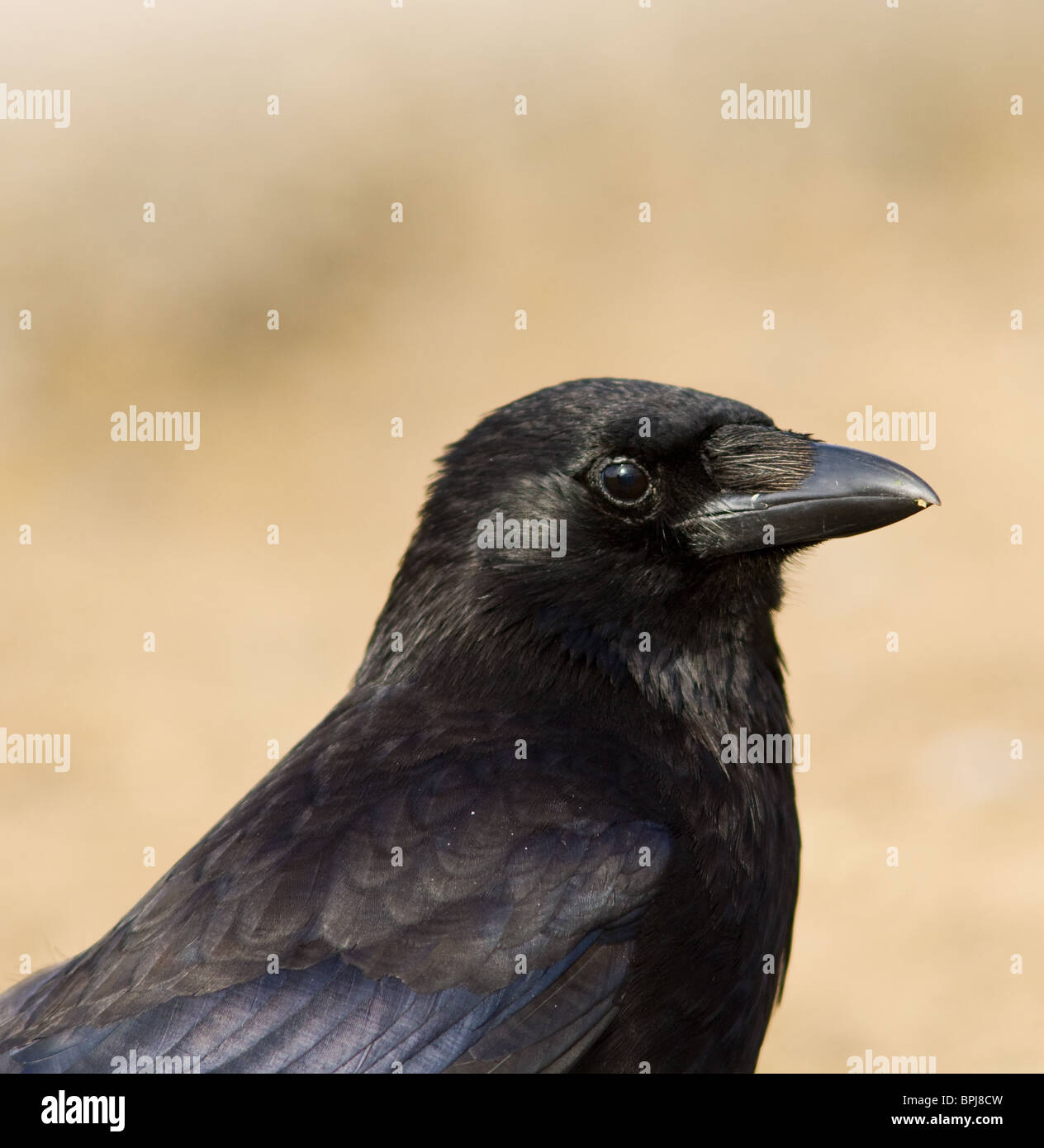 Large black bird the carrion crow Stock Photo - Alamy