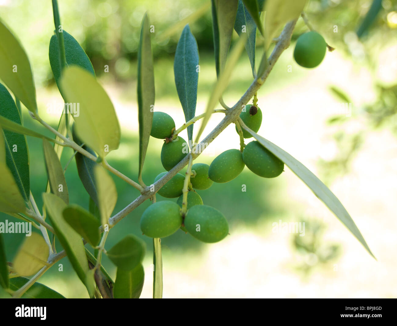 Growing olive tree hi-res stock photography and images - Alamy