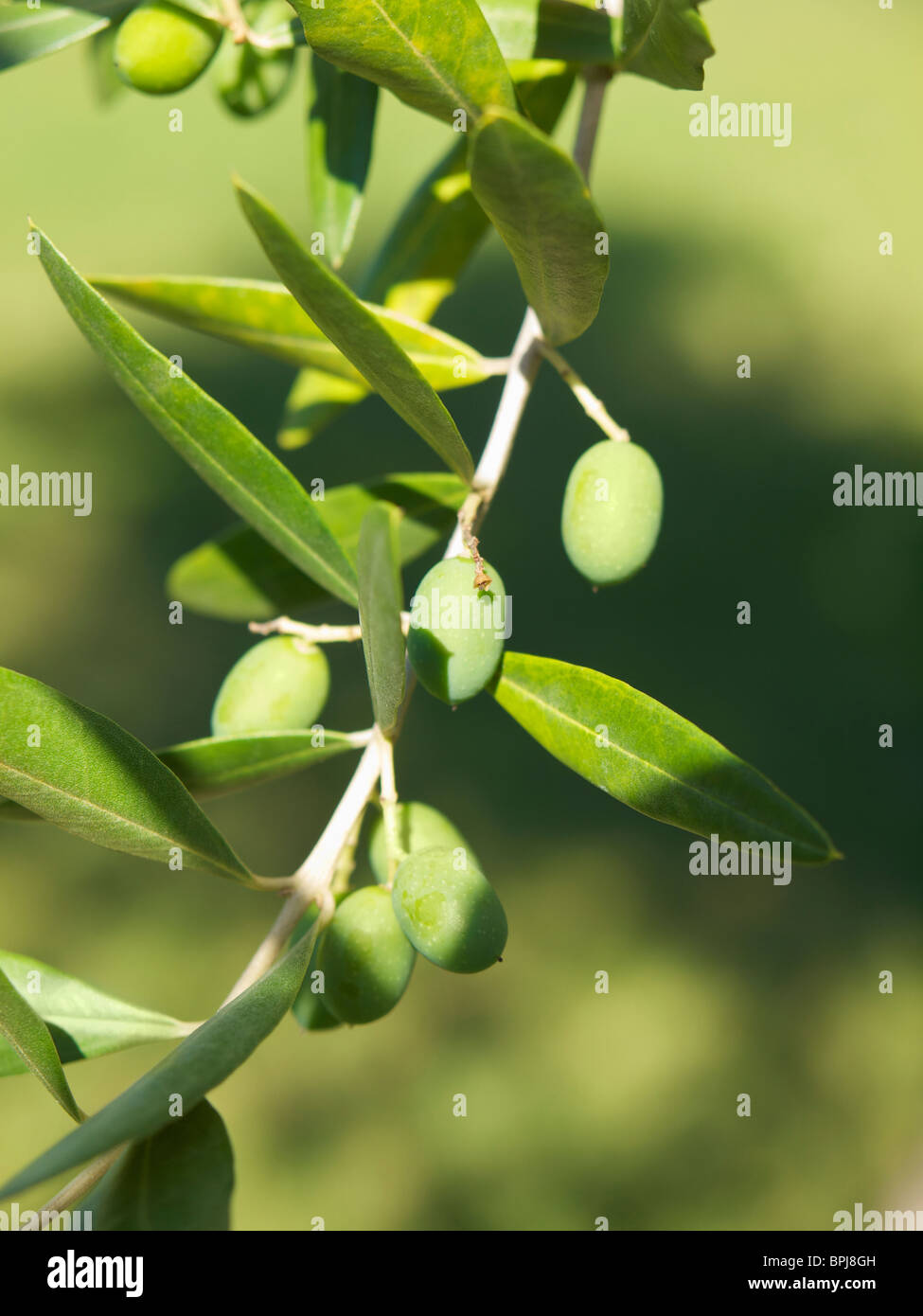 Olive growing tradition hi-res stock photography and images - Alamy