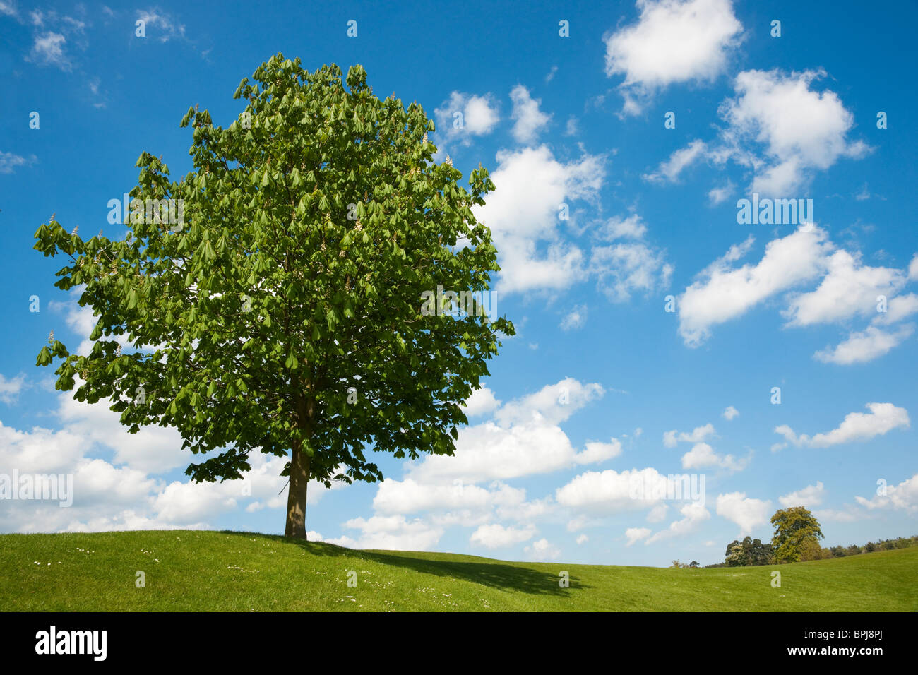 Single tree on grass against blue sky with clouds Stock Photo - Alamy
