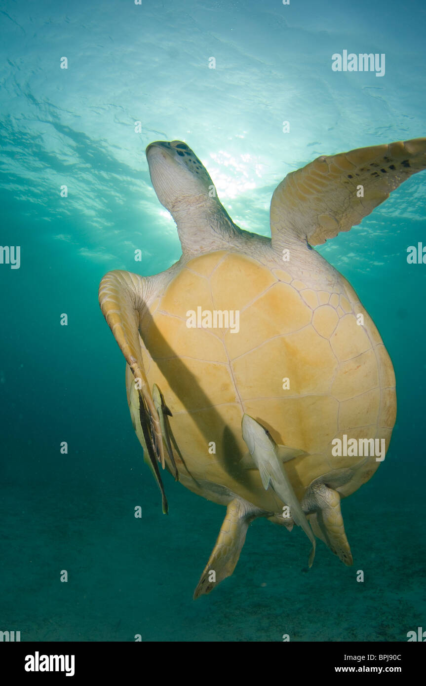 Green Turtle, Chelonia mydas, with remoras on underside, Dimakya Island ...