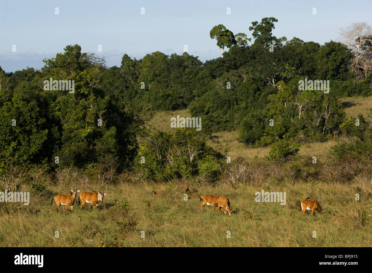 Sable antelope ( Hippotragus niger roosevelti), Shimba Hills National ...