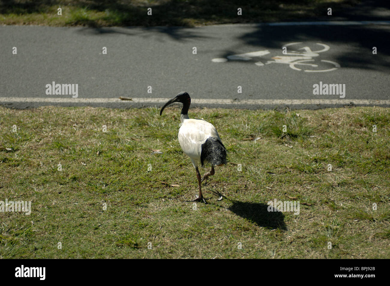Ibis, Wynnum Esplanade, Moreton Esplanade, Brisbane, Queensland ...