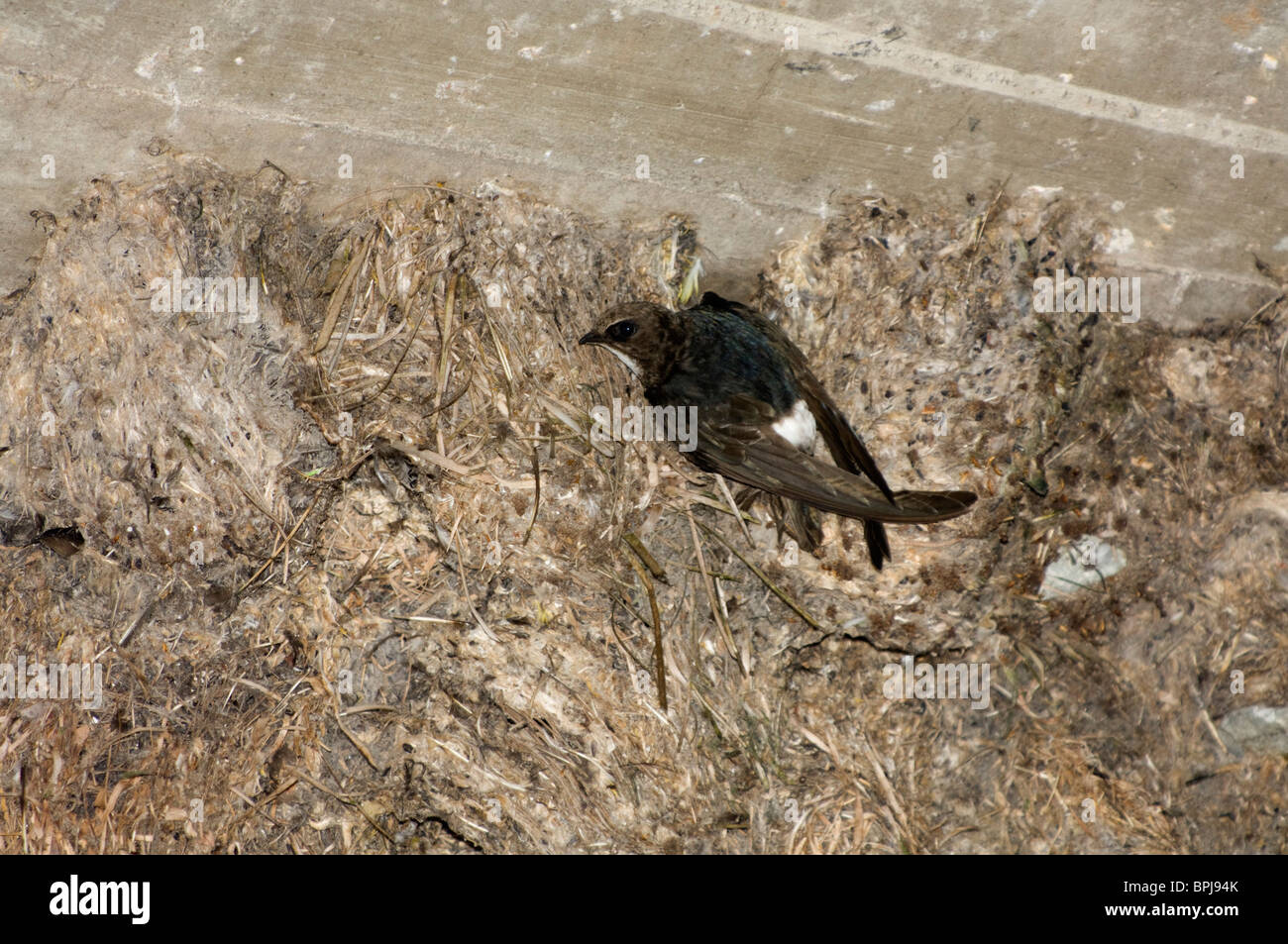 Little swift (Apus affinis) at its nest, Shimoni, Kenya Stock Photo - Alamy