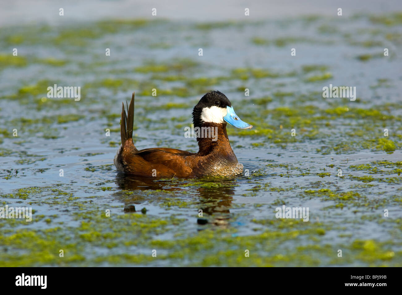 Duck mating season hi-res stock photography and images - Alamy