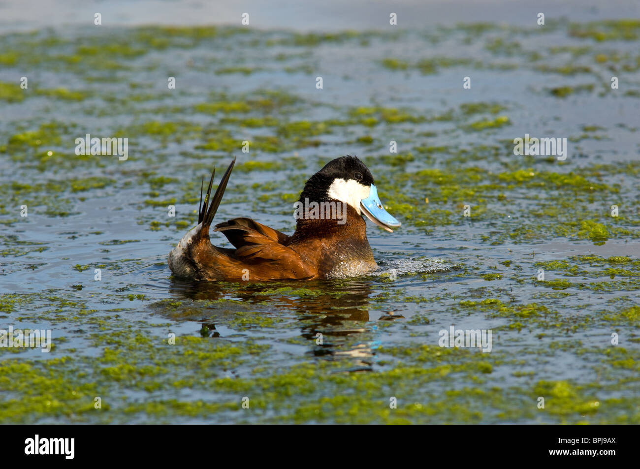 Ducks mating hi-res stock photography and images - Alamy