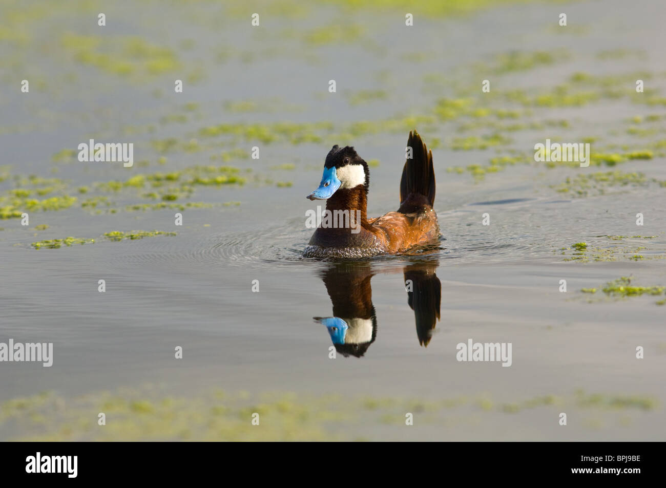 Duck Chest High Resolution Stock Photography and Images - Alamy
