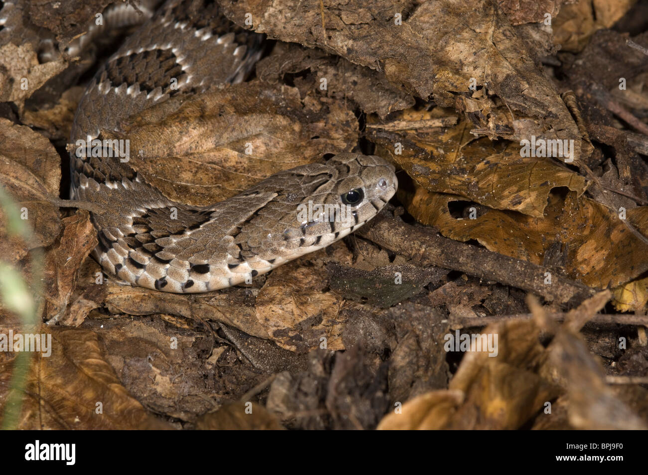 Rhombic night adder ( Causus rhombeatus), Kenya Stock Photo - Alamy