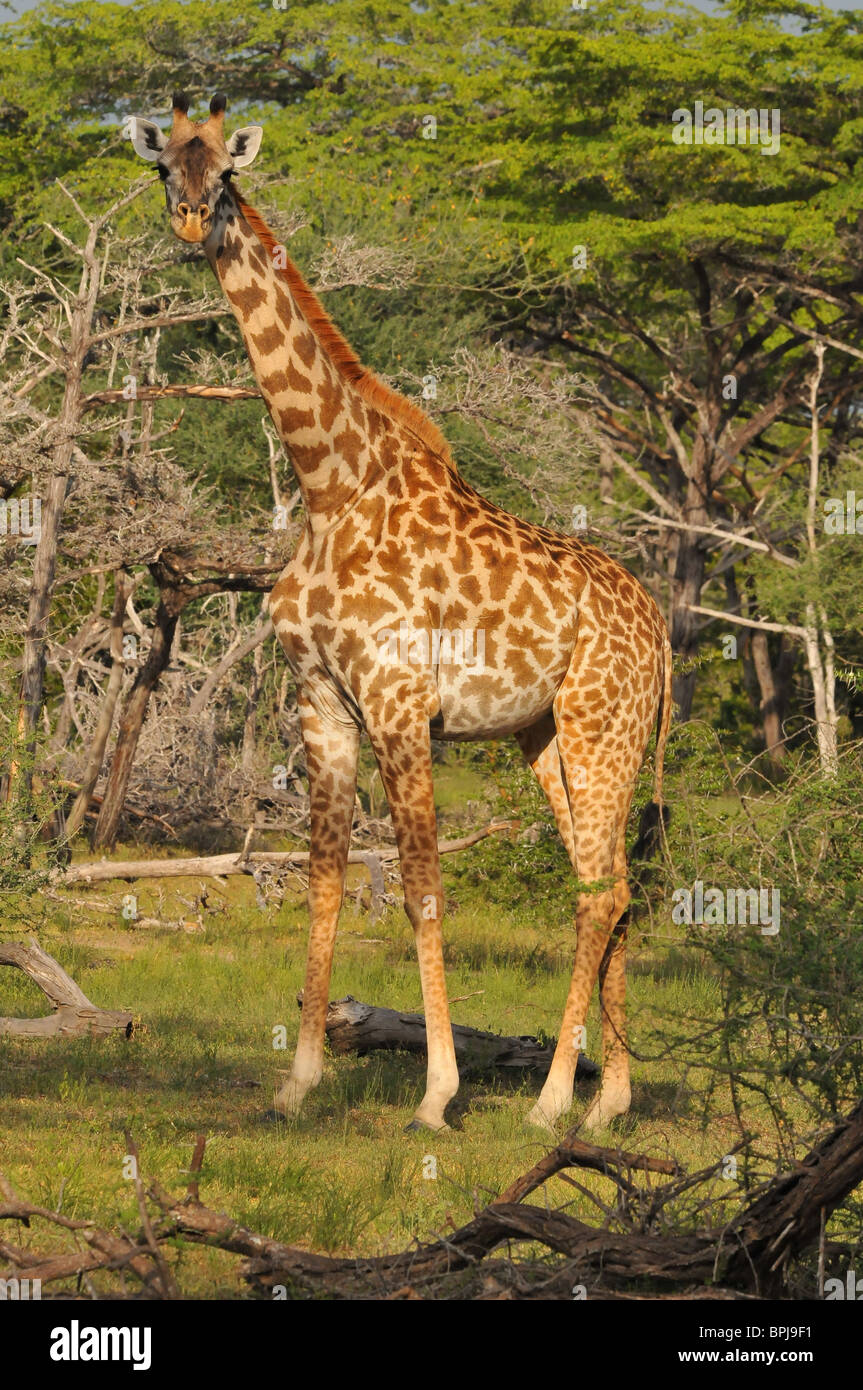 Giraffe looking at you hi-res stock photography and images - Alamy