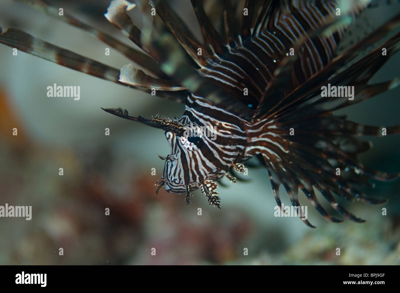 Common Lionfish, Pterois volitans, Tubbataha, Philippines Stock Photo ...
