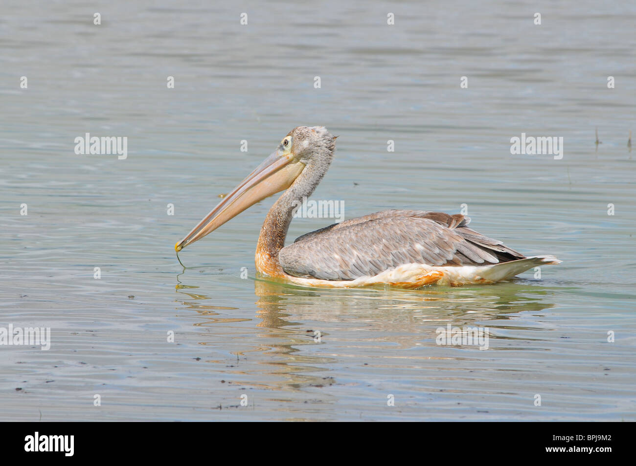 Pelican sitting hi-res stock photography and images - Alamy