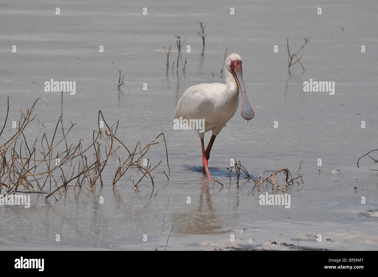 Single african spoonbill bird hi-res stock photography and images - Alamy