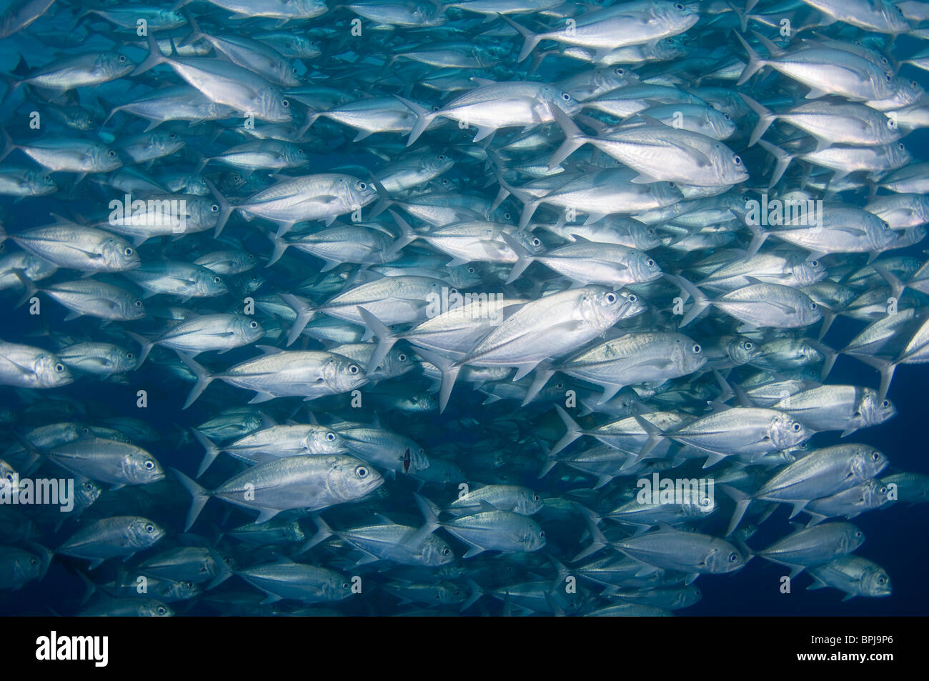 Big eye trevally hi-res stock photography and images - Alamy