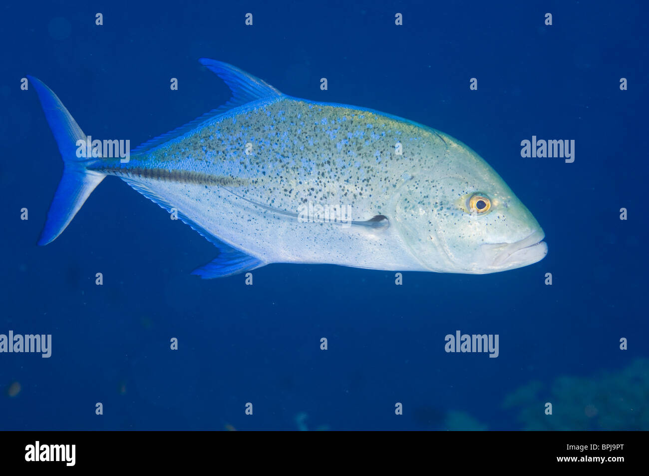 Bluefin Trevally, Caranx melampygus, Tubbataha, Philippines Stock Photo ...