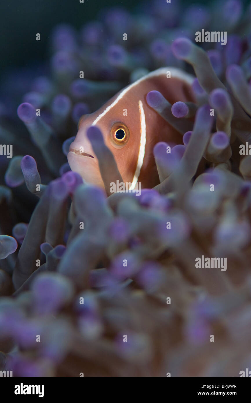 Pink Anemonefish, Amphiprion perideraion, Delanganem Islands, Tubbataha ...