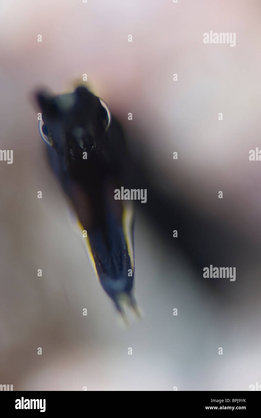 Young ribbon fish hi-res stock photography and images - Alamy