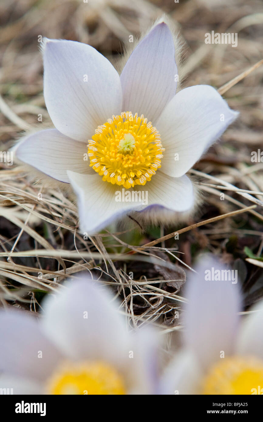 Pasque Flowers High Resolution Stock Photography and Images - Alamy