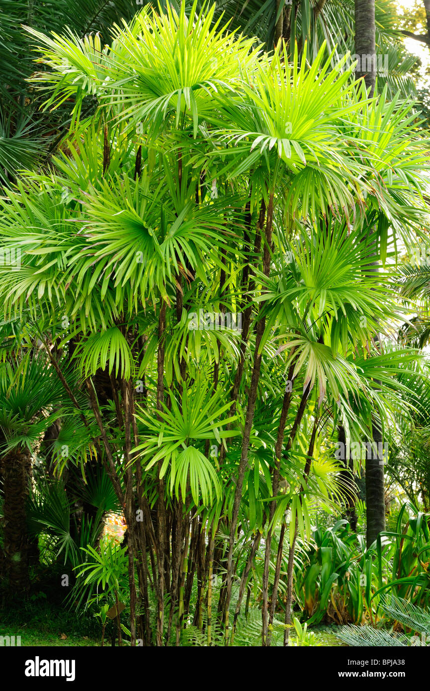 Palm trees, Tremezzo, Lake Como, Lombardy, Italy Stock Photo - Alamy