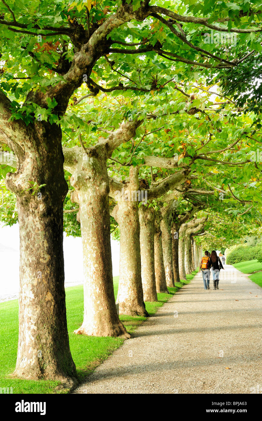 Alley of plane trees at Lake Como, Lombardy, Italy Stock Photo - Alamy