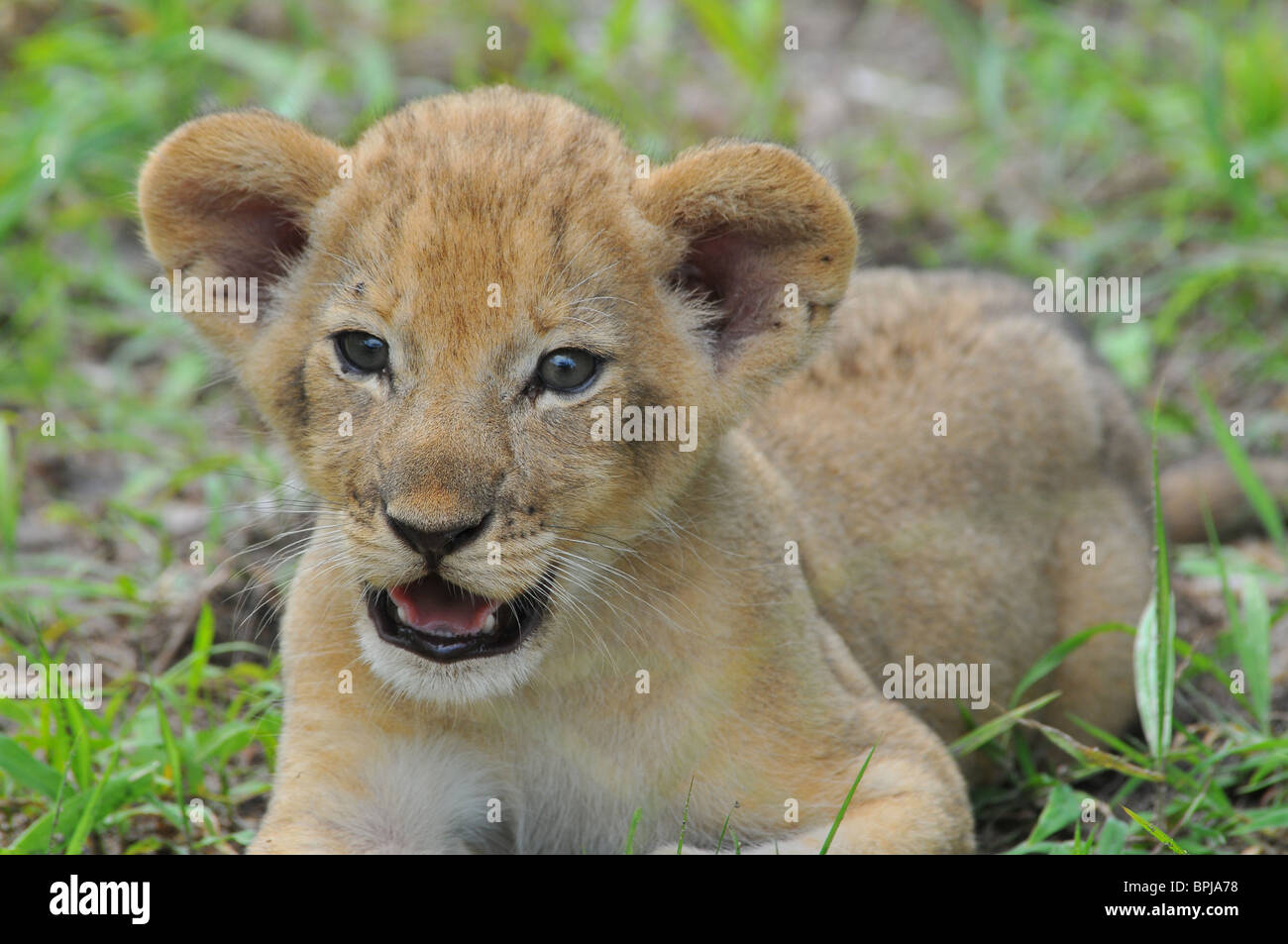 Lion cub mouth hi-res stock photography and images - Alamy
