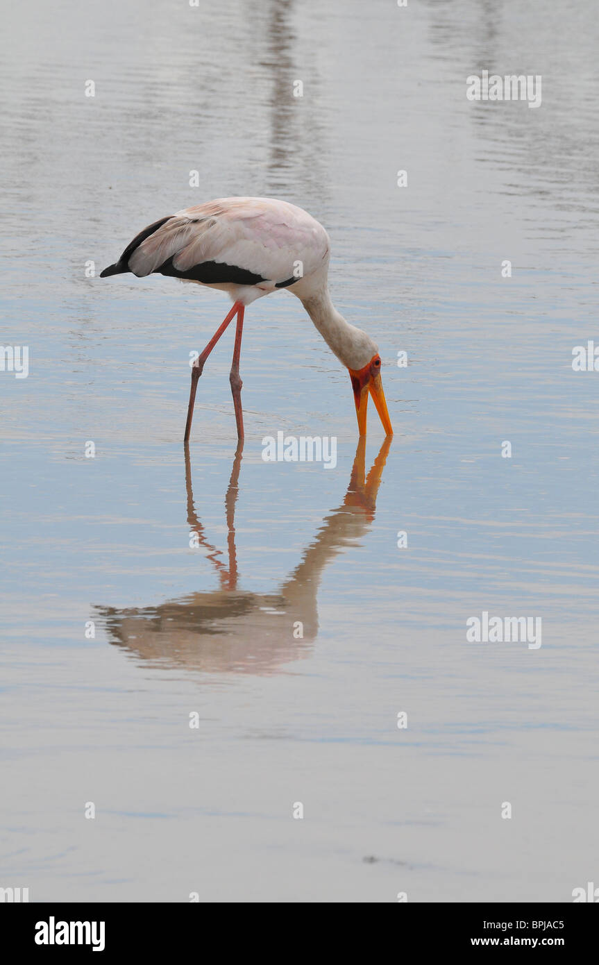 Yellow Billed Stork hunting with reflection, Selous Stock Photo - Alamy