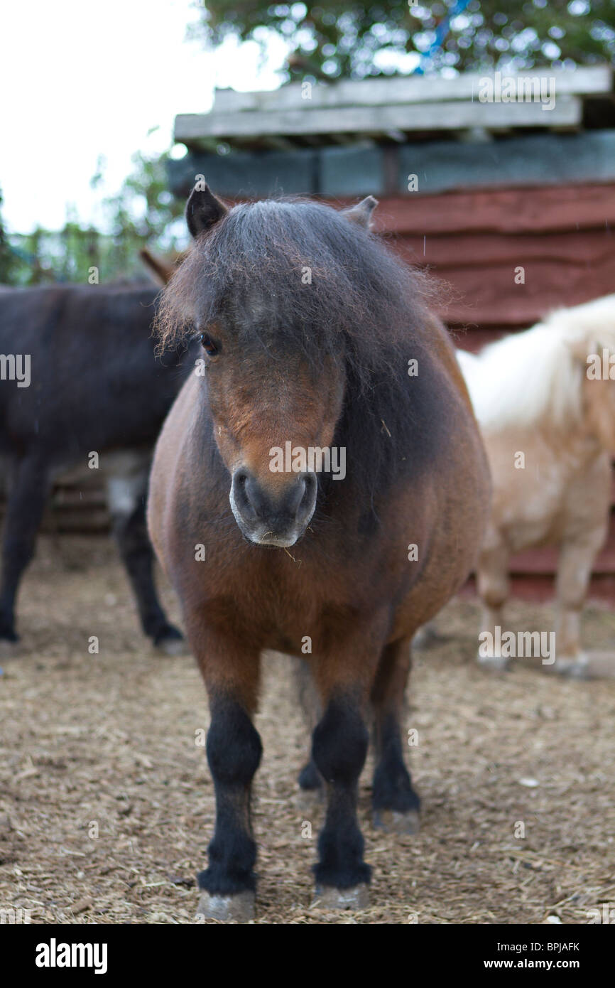 Female pony hi-res stock photography and images - Alamy