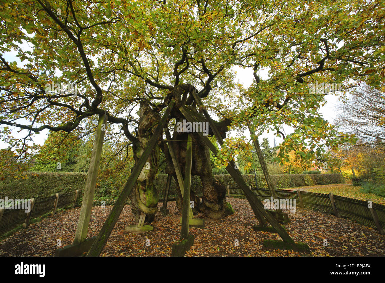 Vehm oak tree, Erle, Muensterland, North Rhine-Westphalia, Germany ...