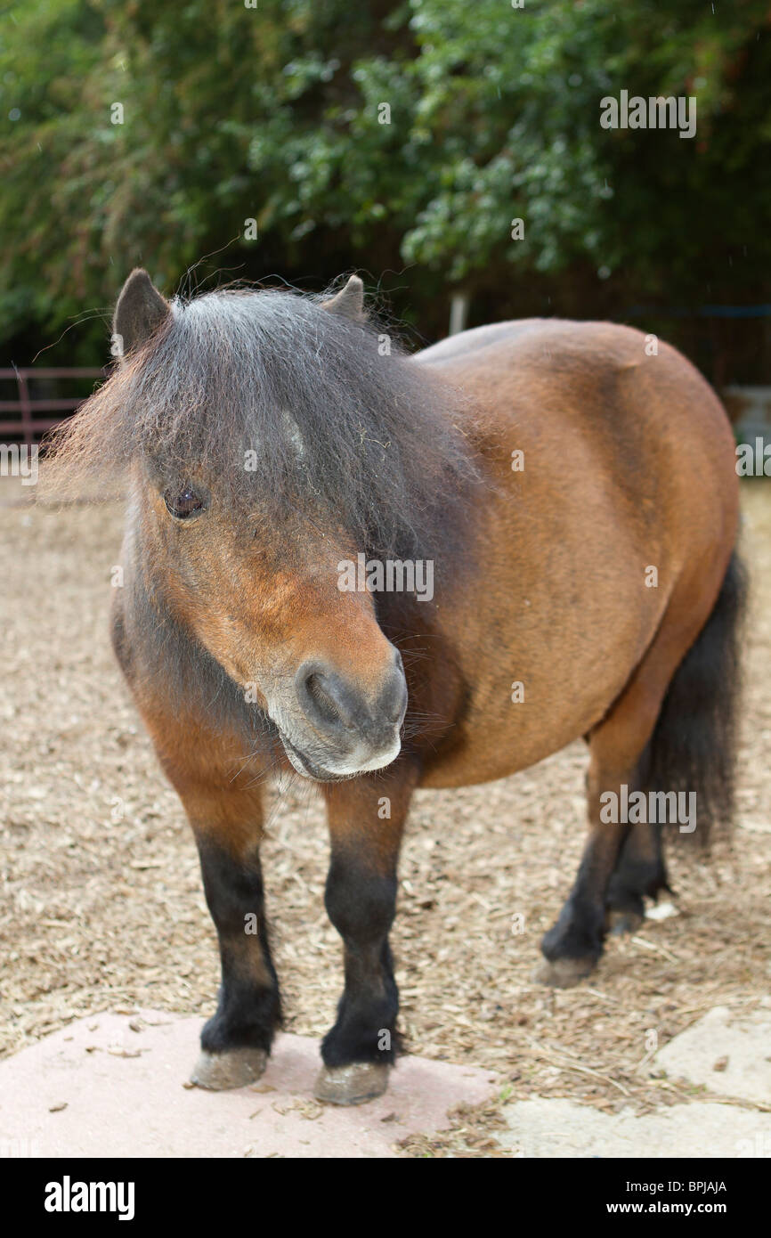 Portrait of an elderly female pet bay coloured Miniature Pony Stock ...