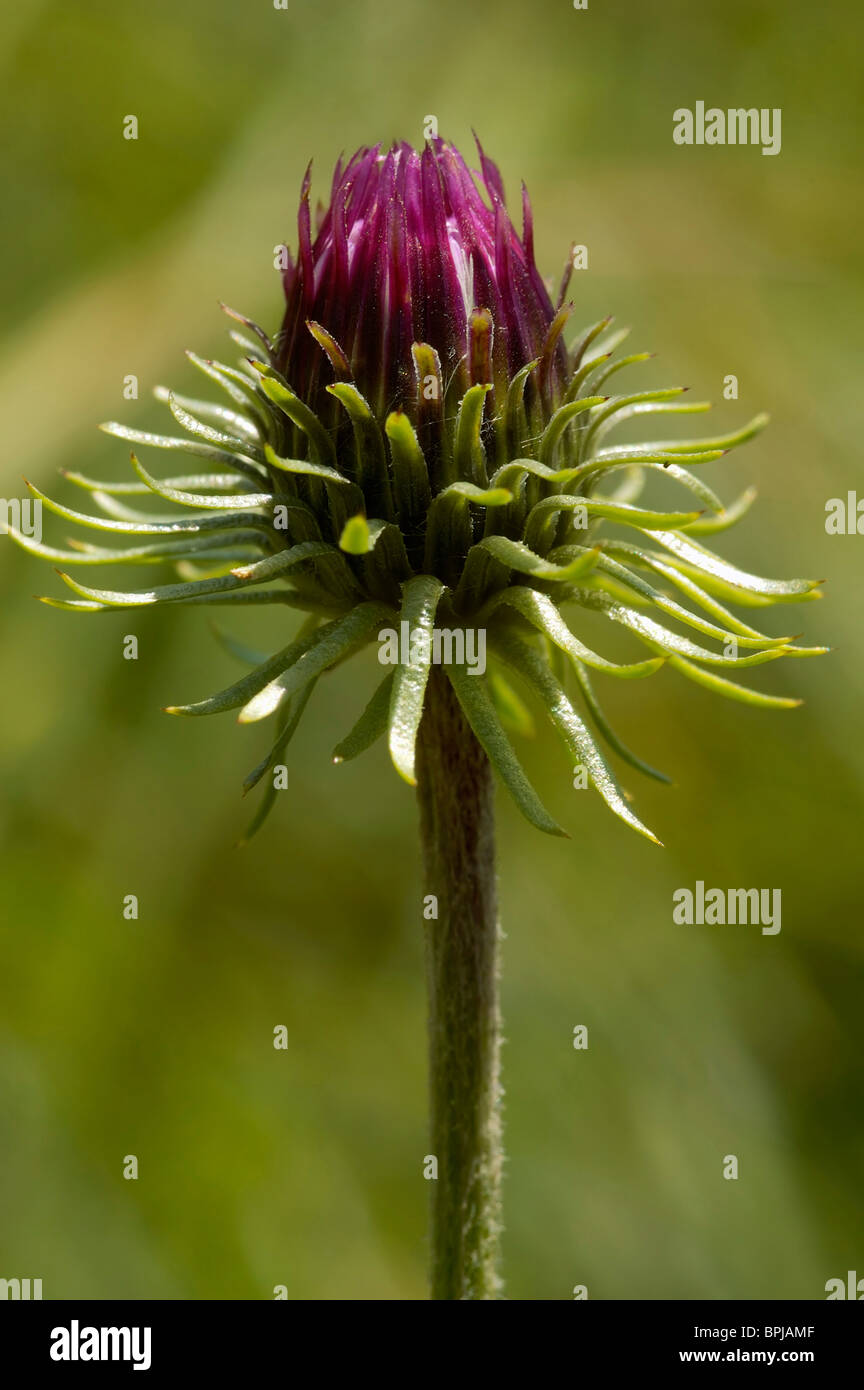 Alpine Thistle in bud - Carduus defloratus Stock Photo - Alamy