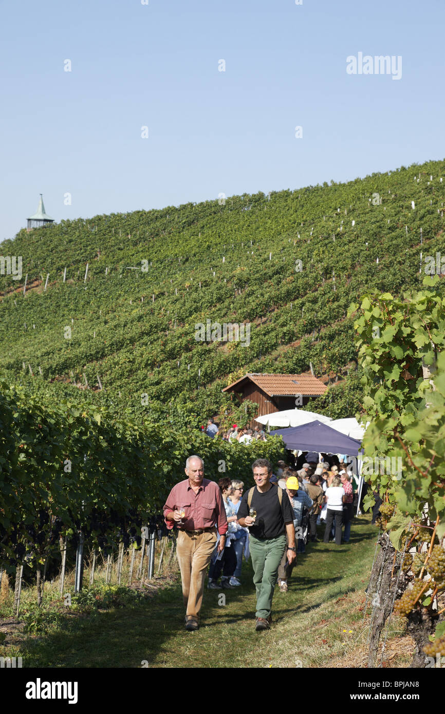 Vineyard hiking, Oberkirch, Baden-Wurttemberg, Germany Stock Photo - Alamy
