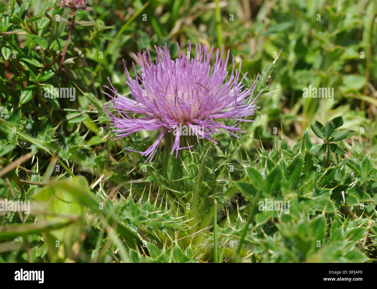 Dwarf Thistle - Cirsium acaule Stock Photo - Alamy