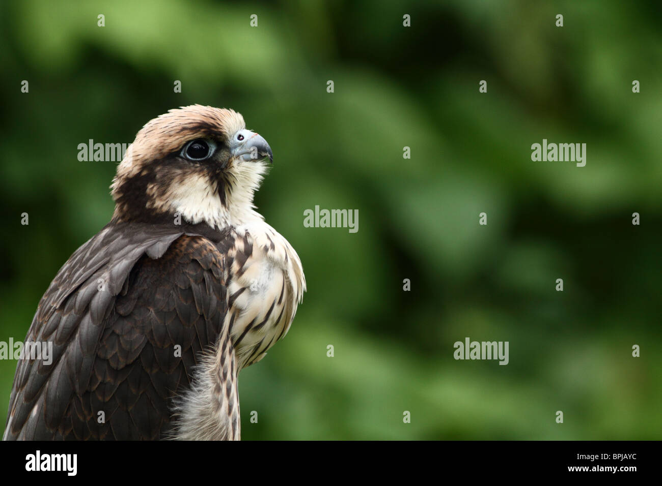 Bird Of Prey at Welsh Hawking Centre Stock Photo - Alamy