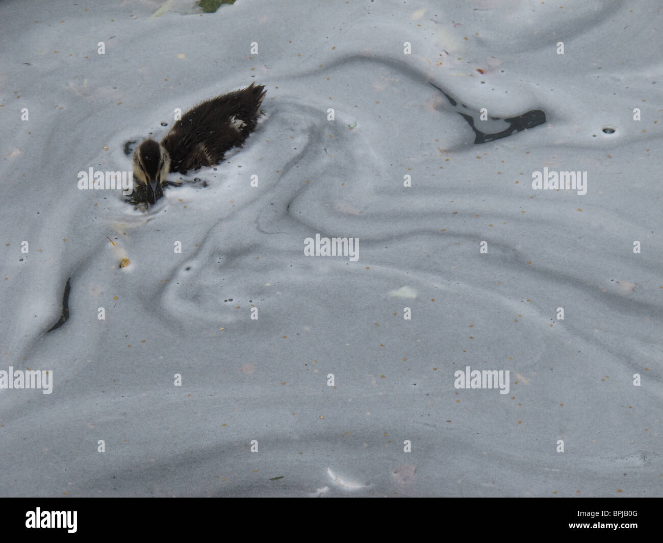 Duck swimming in foam on water Stock Photo - Alamy