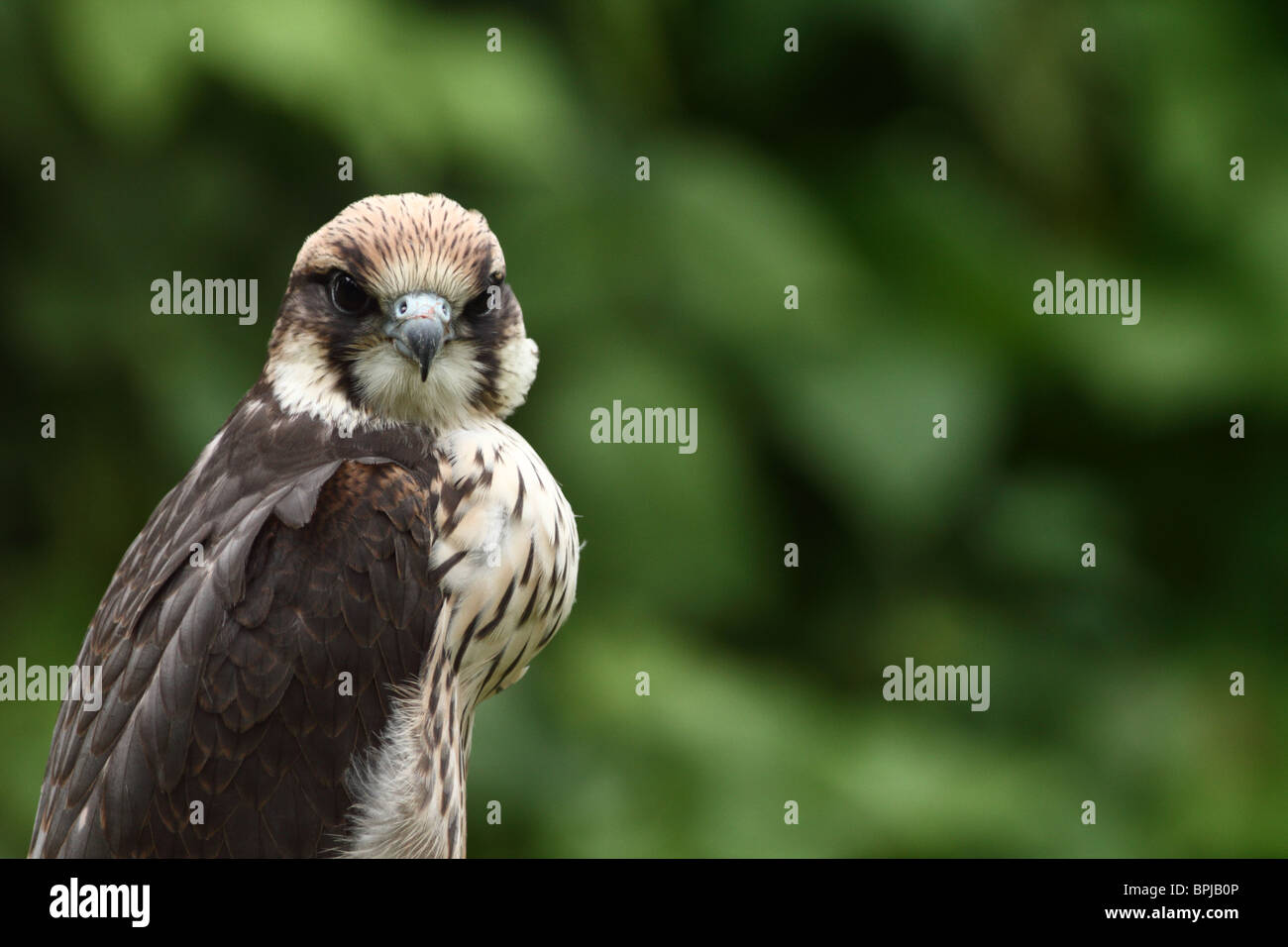 Welsh wildlife centre hi-res stock photography and images - Alamy