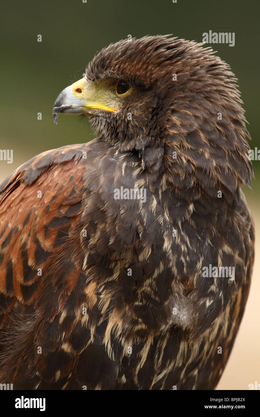 Kingom High Resolution Stock Photography and Images - Alamy