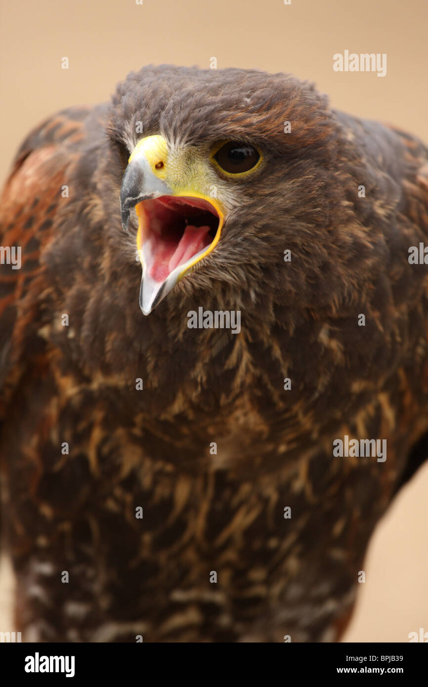 Welsh hawking centre hi-res stock photography and images - Alamy