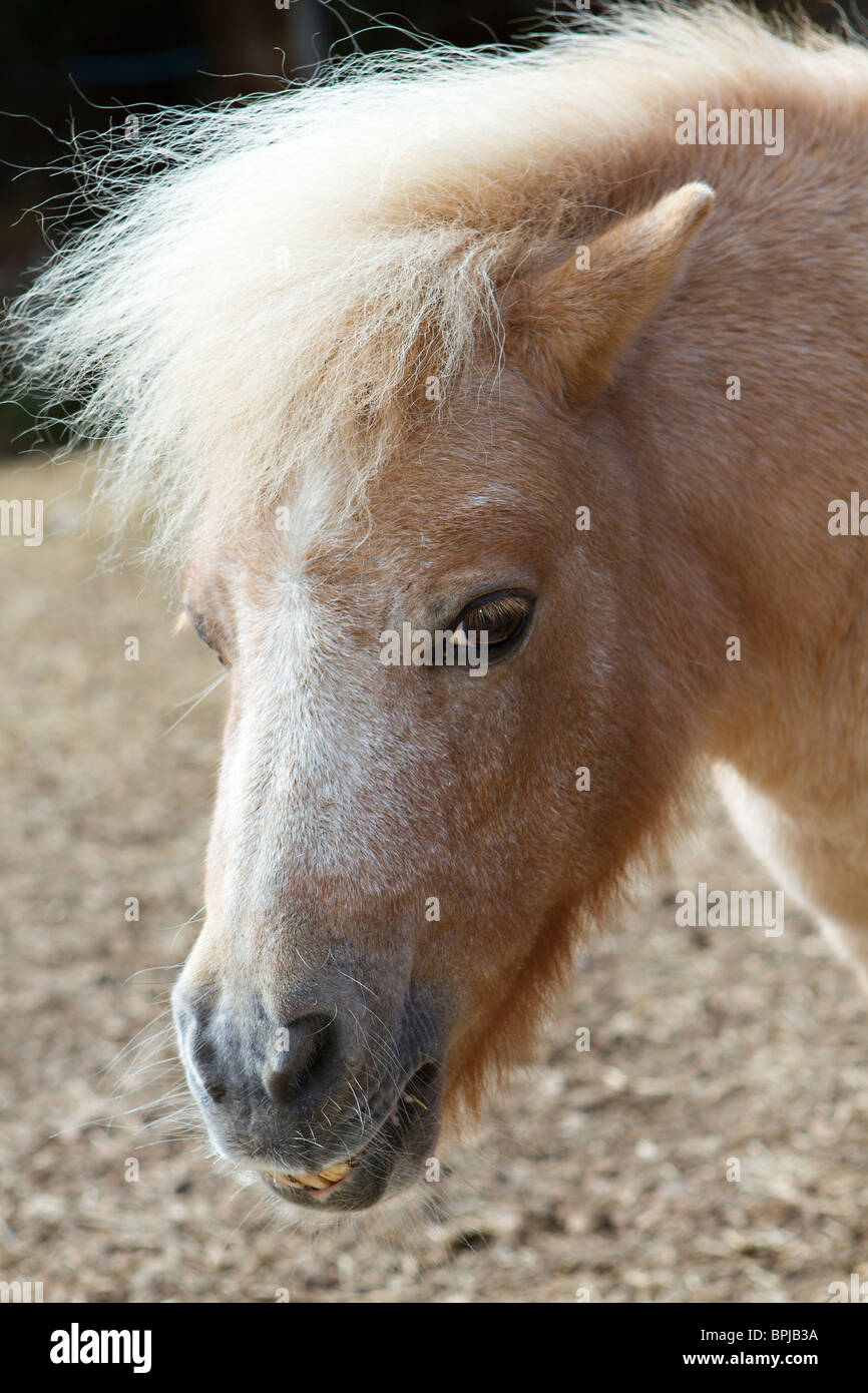Cream pony hi-res stock photography and images - Alamy