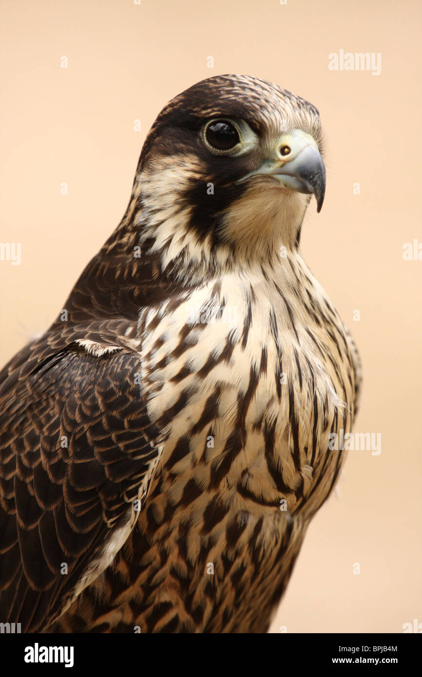 Kingom High Resolution Stock Photography and Images - Alamy