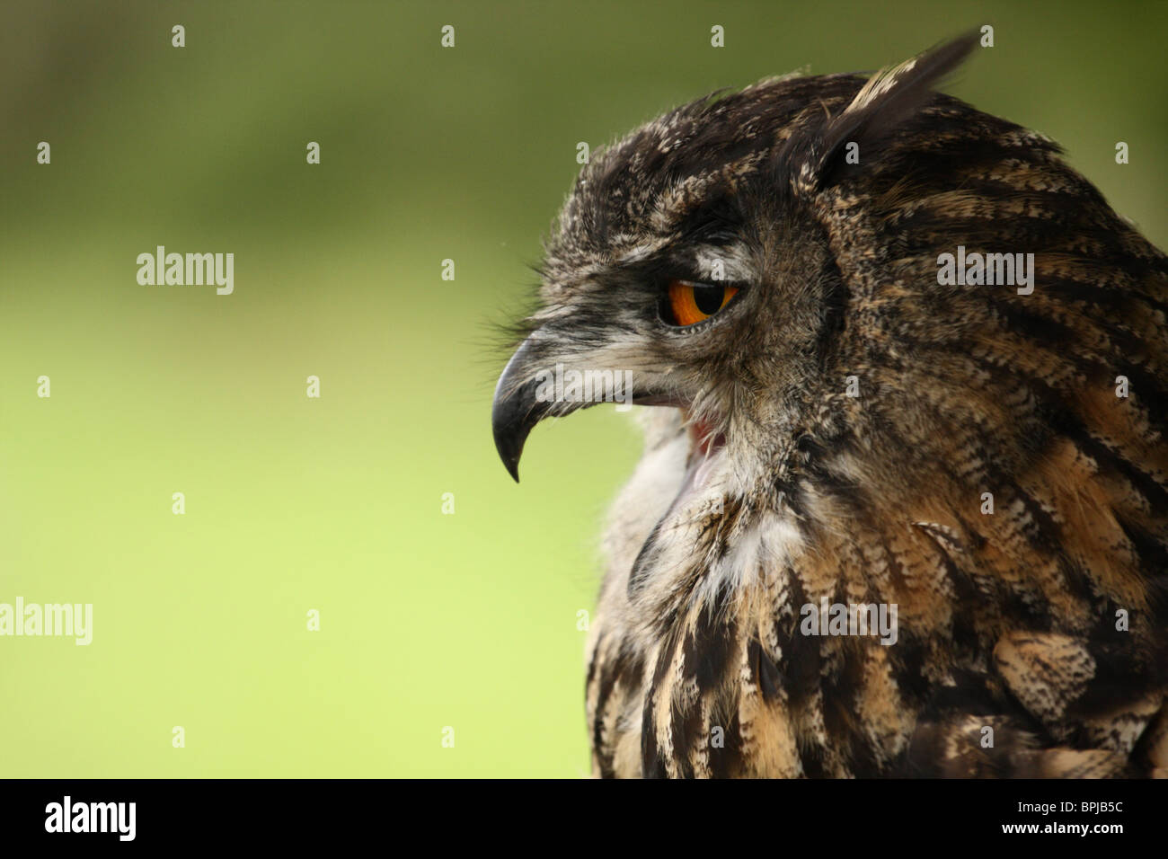 Welsh hawking centre hi-res stock photography and images - Alamy